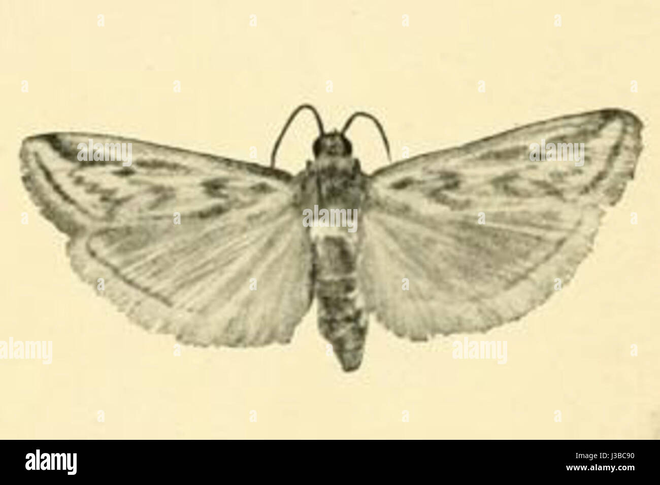 Tetragramma hi-res stock photography and images - Alamy