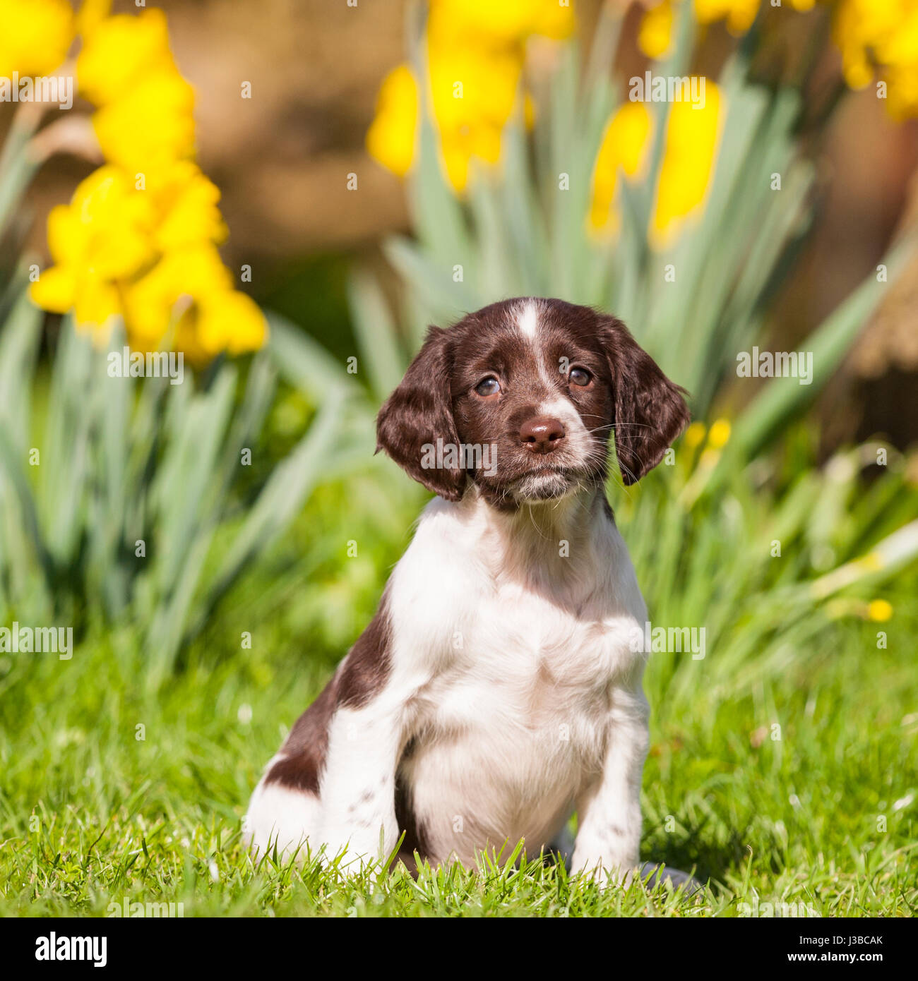 English springer spaniel puppy hi-res stock photography and images - Alamy