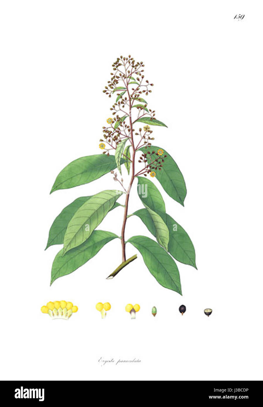 Erycibe paniculata hi-res stock photography and images - Alamy