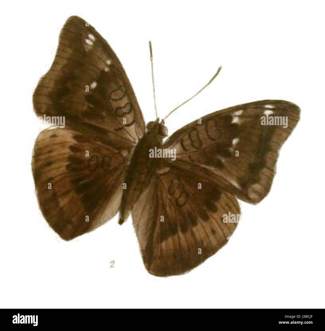 Euthalia acontius hi-res stock photography and images - Alamy