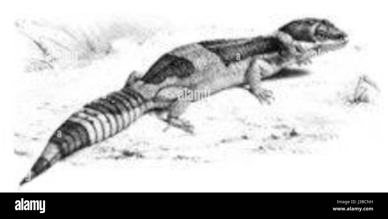 Native gecko Black and White Stock Photos & Images - Alamy