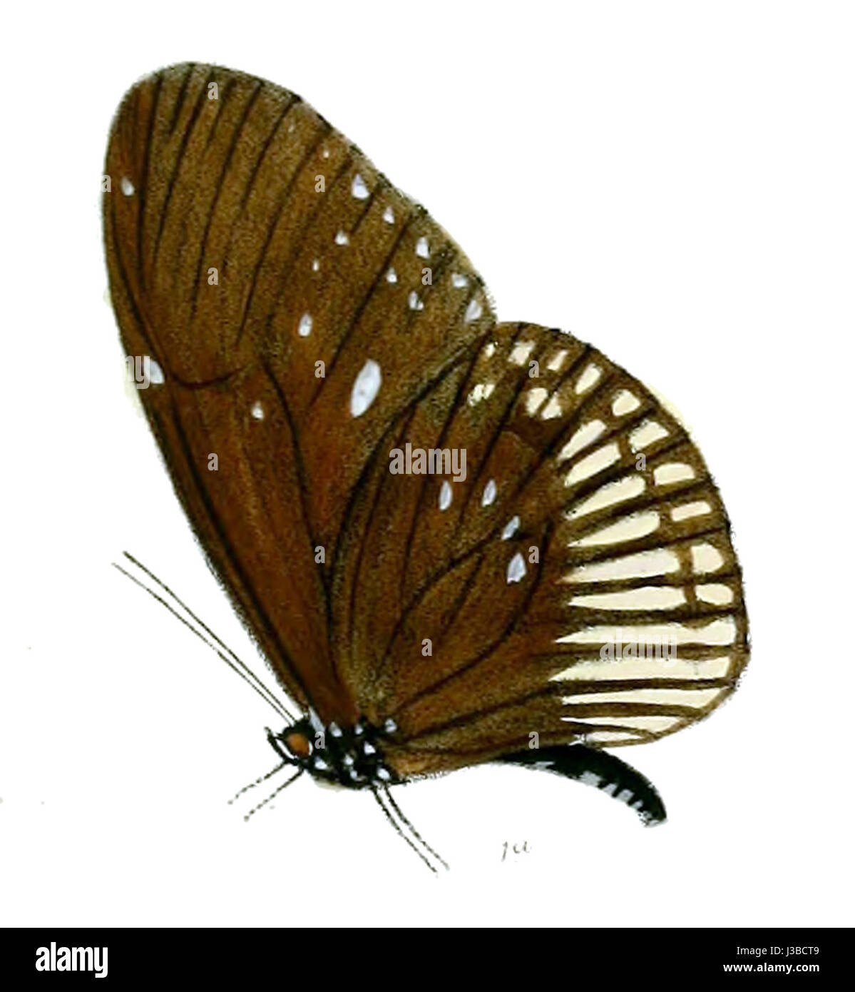 Euploea alcathoe hi-res stock photography and images - Alamy