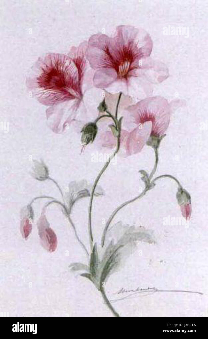 'Estudio de la flor del geranio' by Josep Mirabent Gatell is a ...