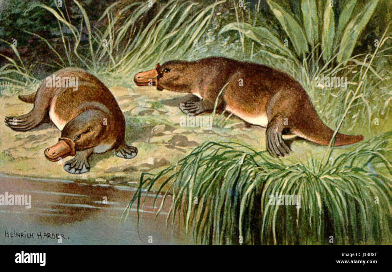 Duck billed platypus schnabeltier Stock Photo - Alamy