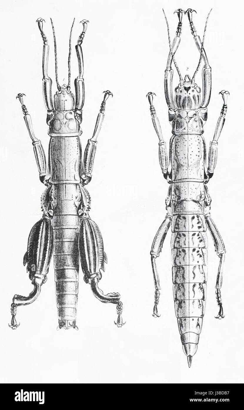 Lord howe island stick insect hi-res stock photography and images - Alamy