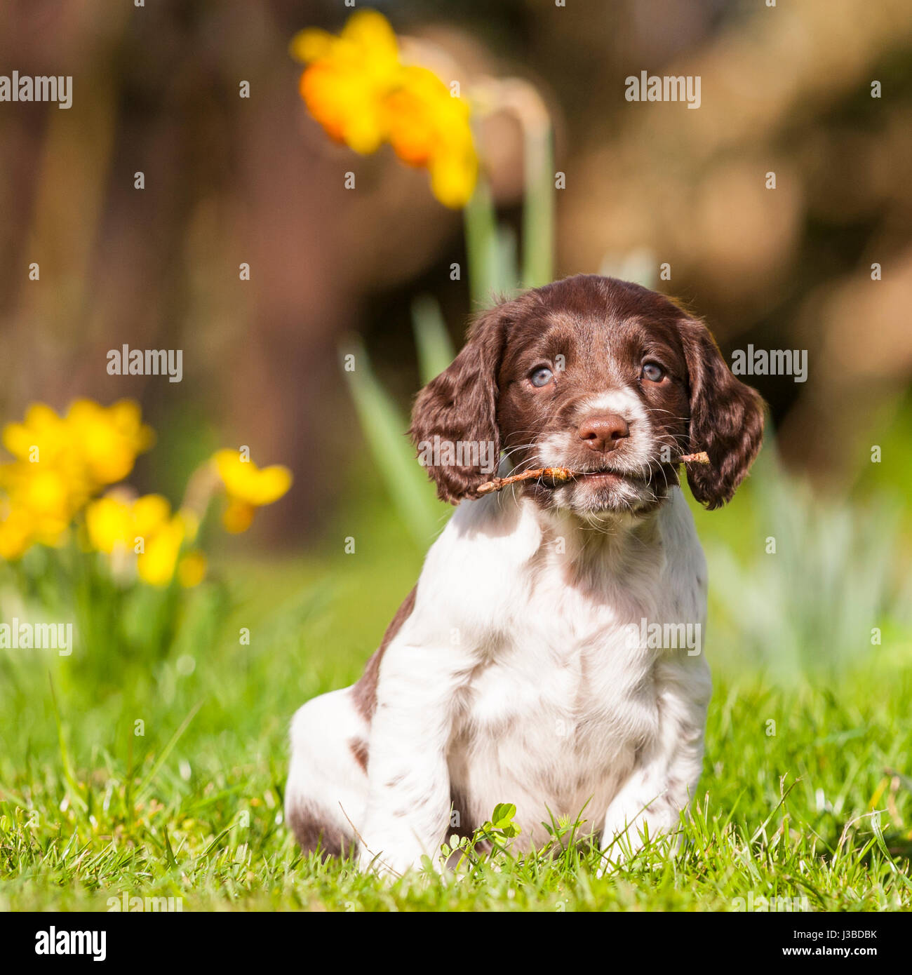 A 6 week old English Springer Spaniel puppy in the Uk Stock Photo - Alamy