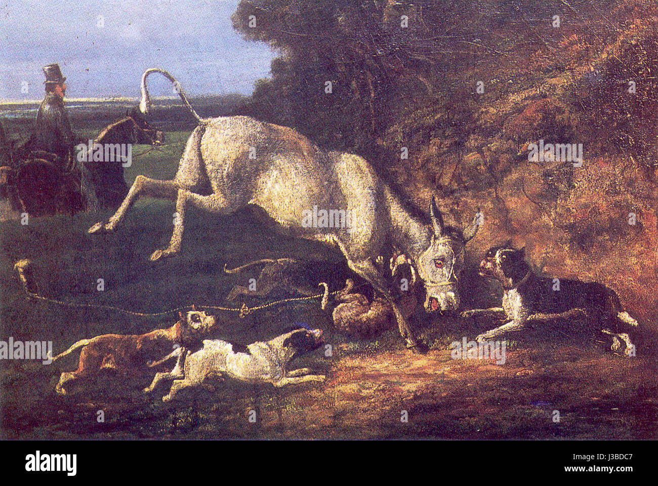 Animal cruelty donkey hi-res stock photography and images - Alamy