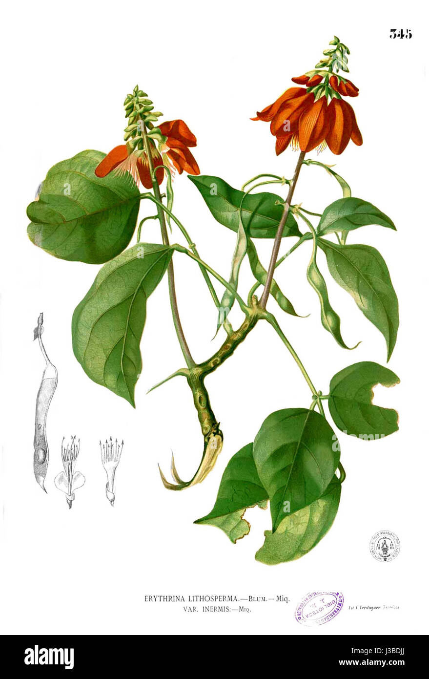 Erythrina variegata is a species of flowering tree, native to Southeast ...