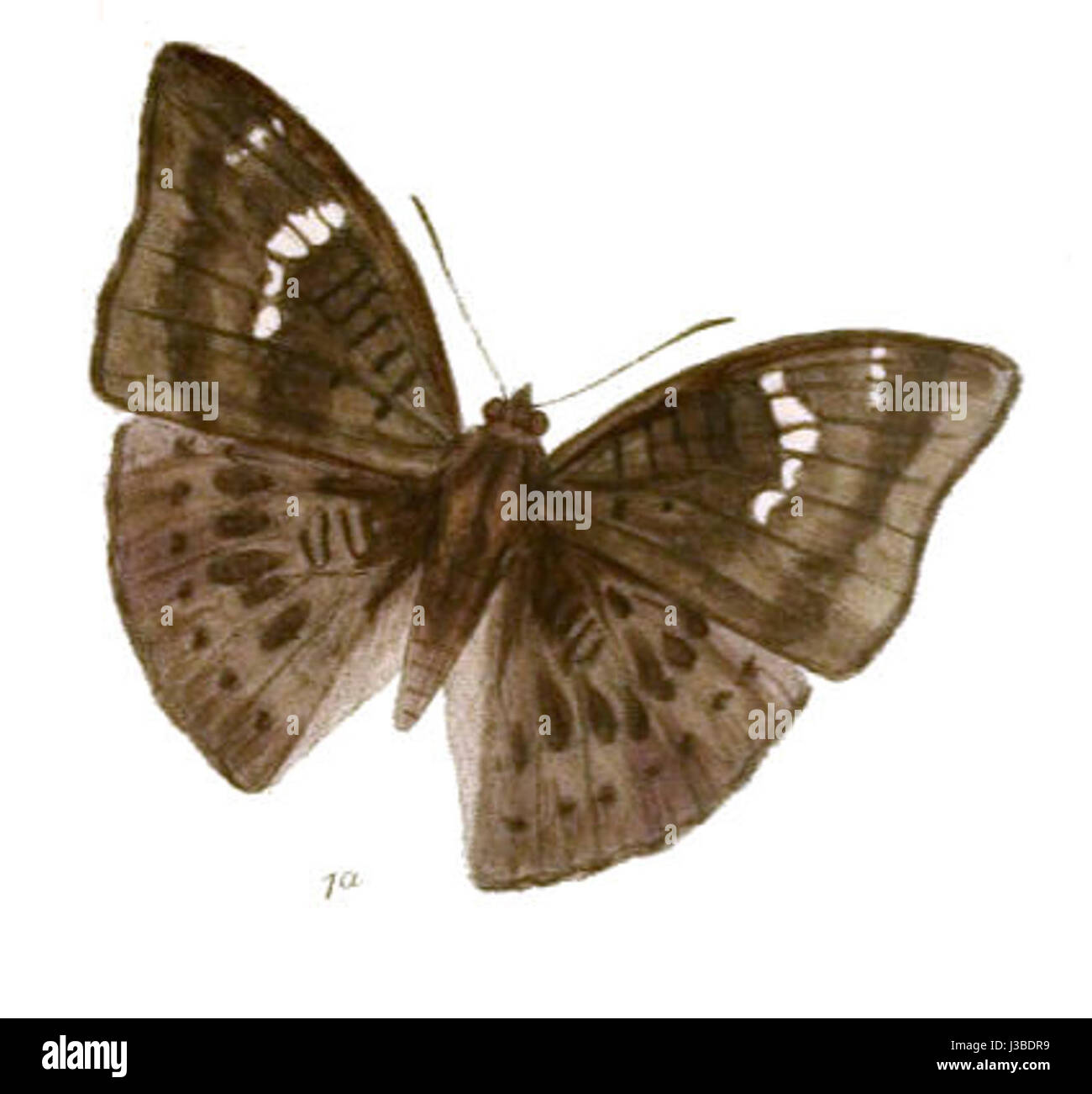 Euthalia Garuda 234 1a is likely a reference to a specimen or research ...