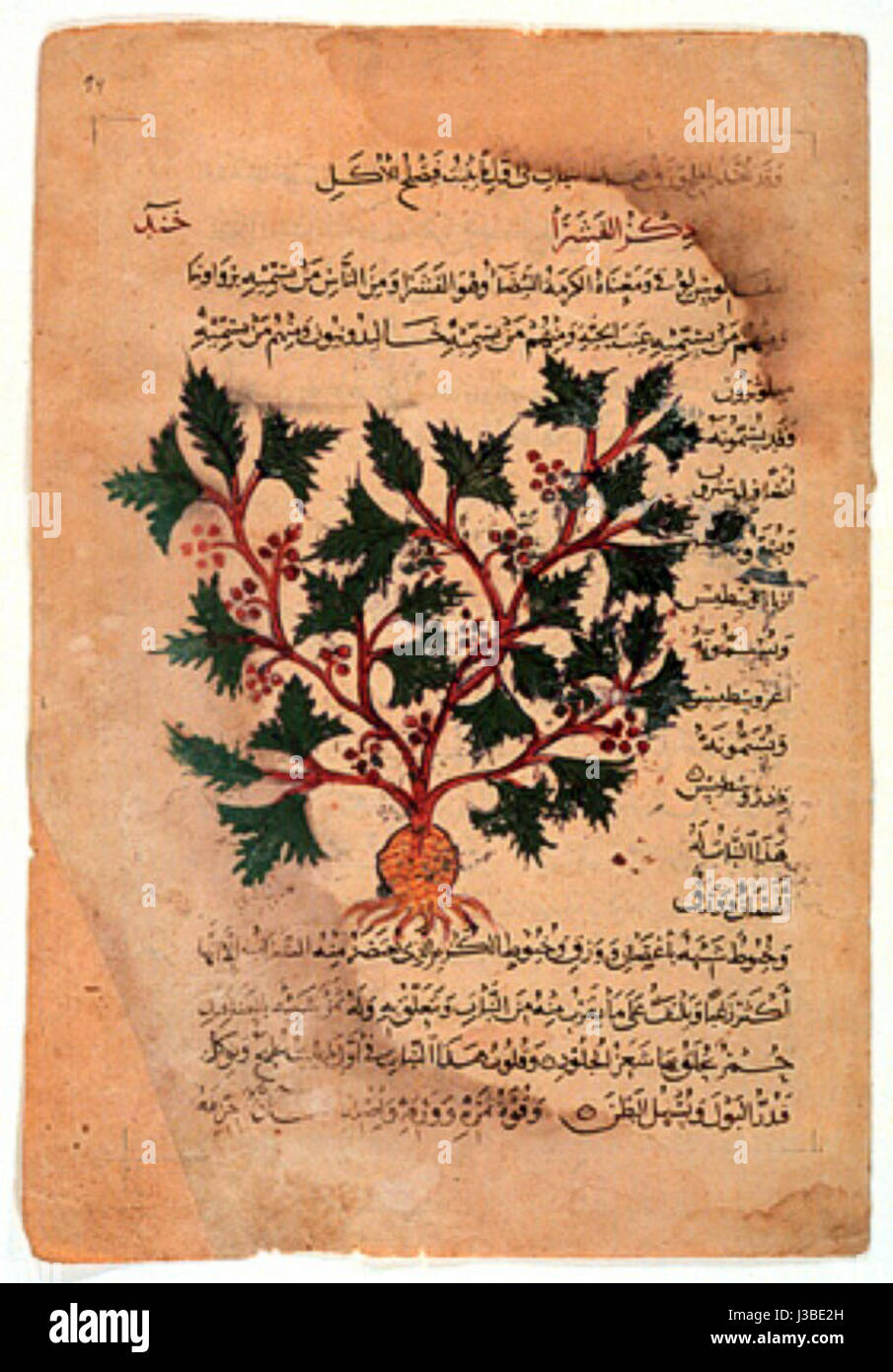 Dioscorides was an ancient Greek physician and pharmacologist, known ...