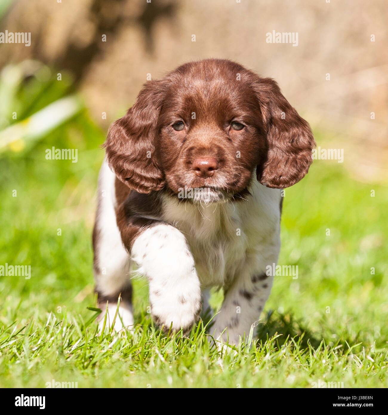 A 6 week old English Springer Spaniel puppy in the Uk Stock Photo - Alamy