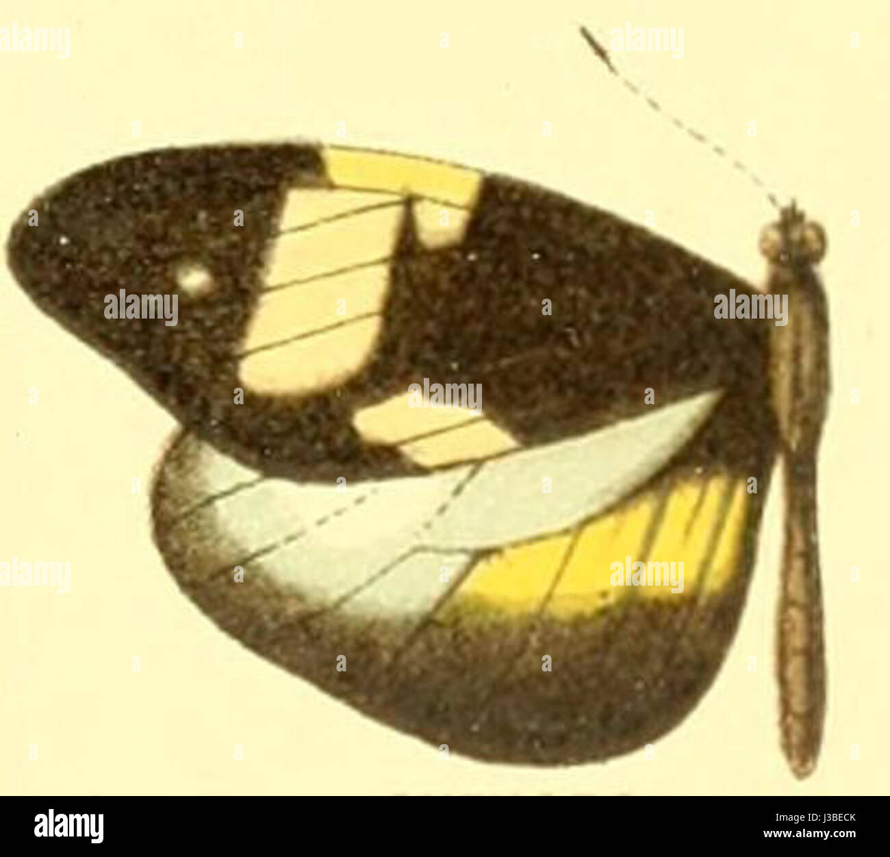 Dismorphia eunoe euryope Stock Photo - Alamy