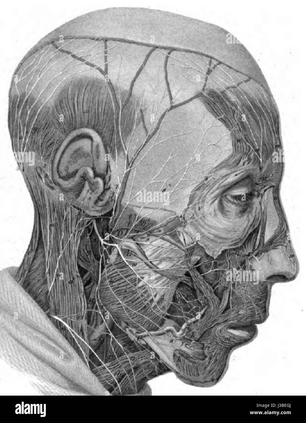 Facial nervous system hi-res stock photography and images - Alamy