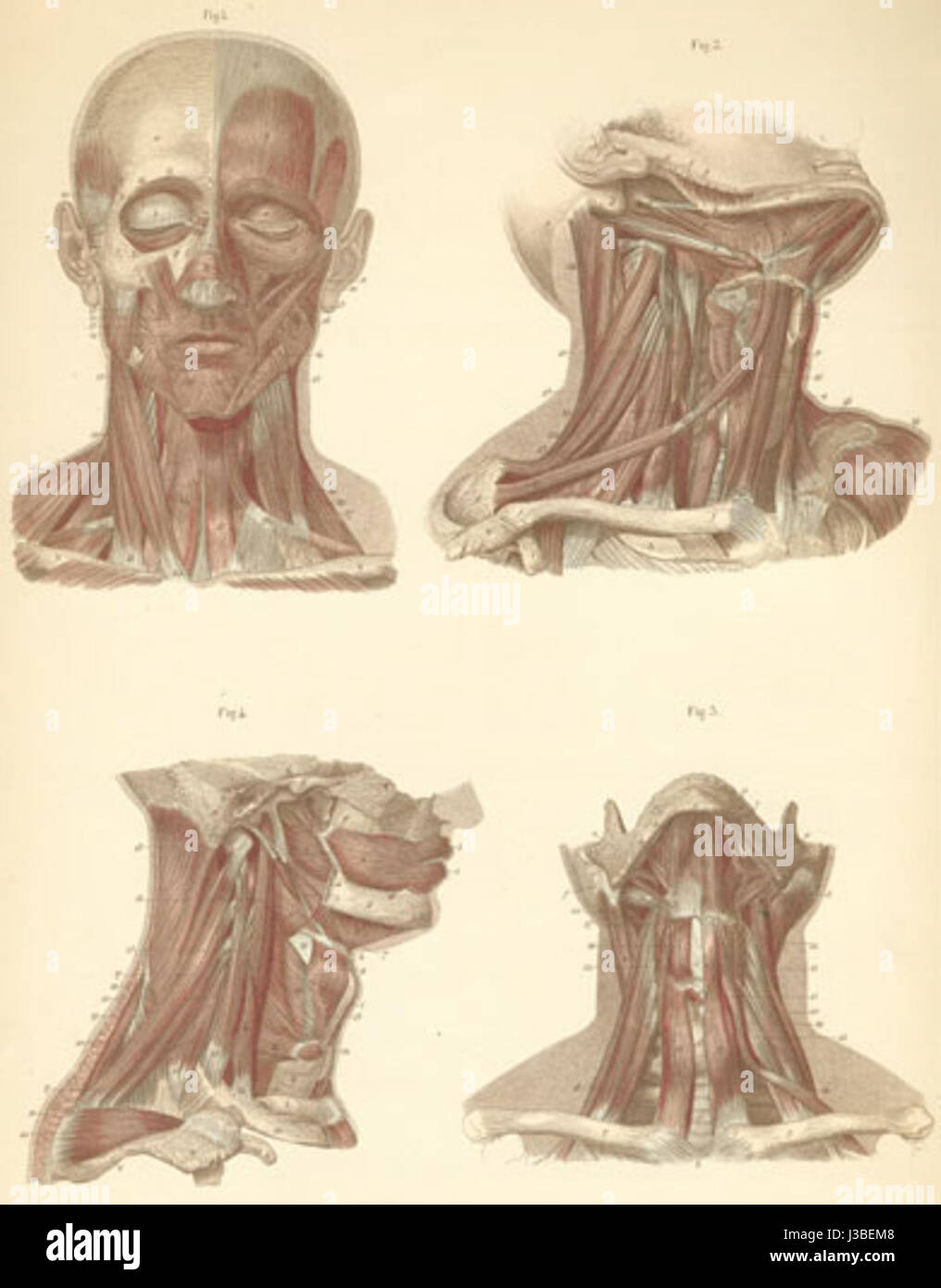 Dr Bock plate09 Stock Photo - Alamy