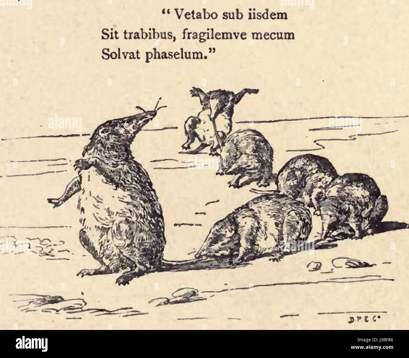 Eha Suncus murinus, commonly known as the Indian musk shrew, is a small ...