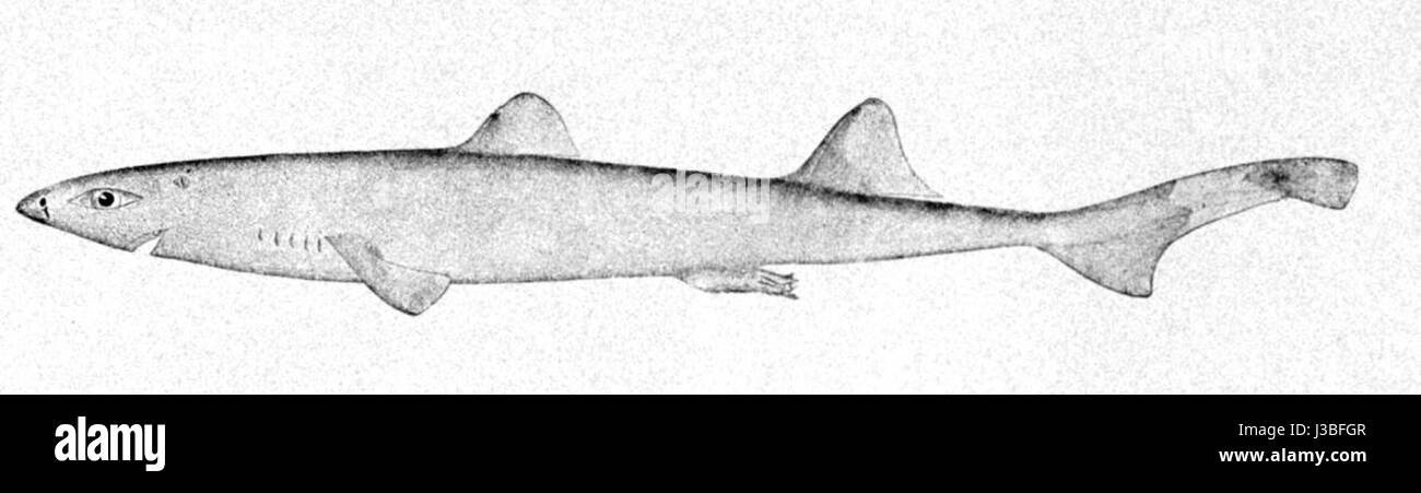 Etmopterus hi-res stock photography and images - Alamy