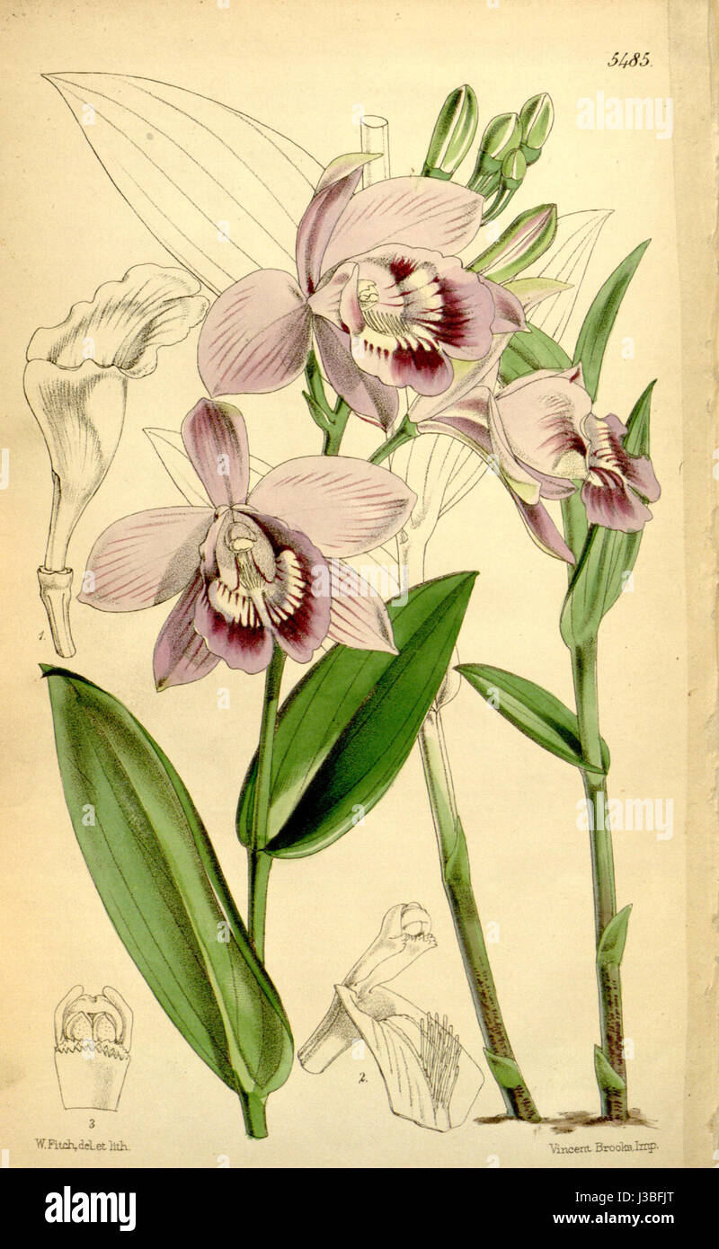 Epistephium williamsii hi-res stock photography and images - Alamy