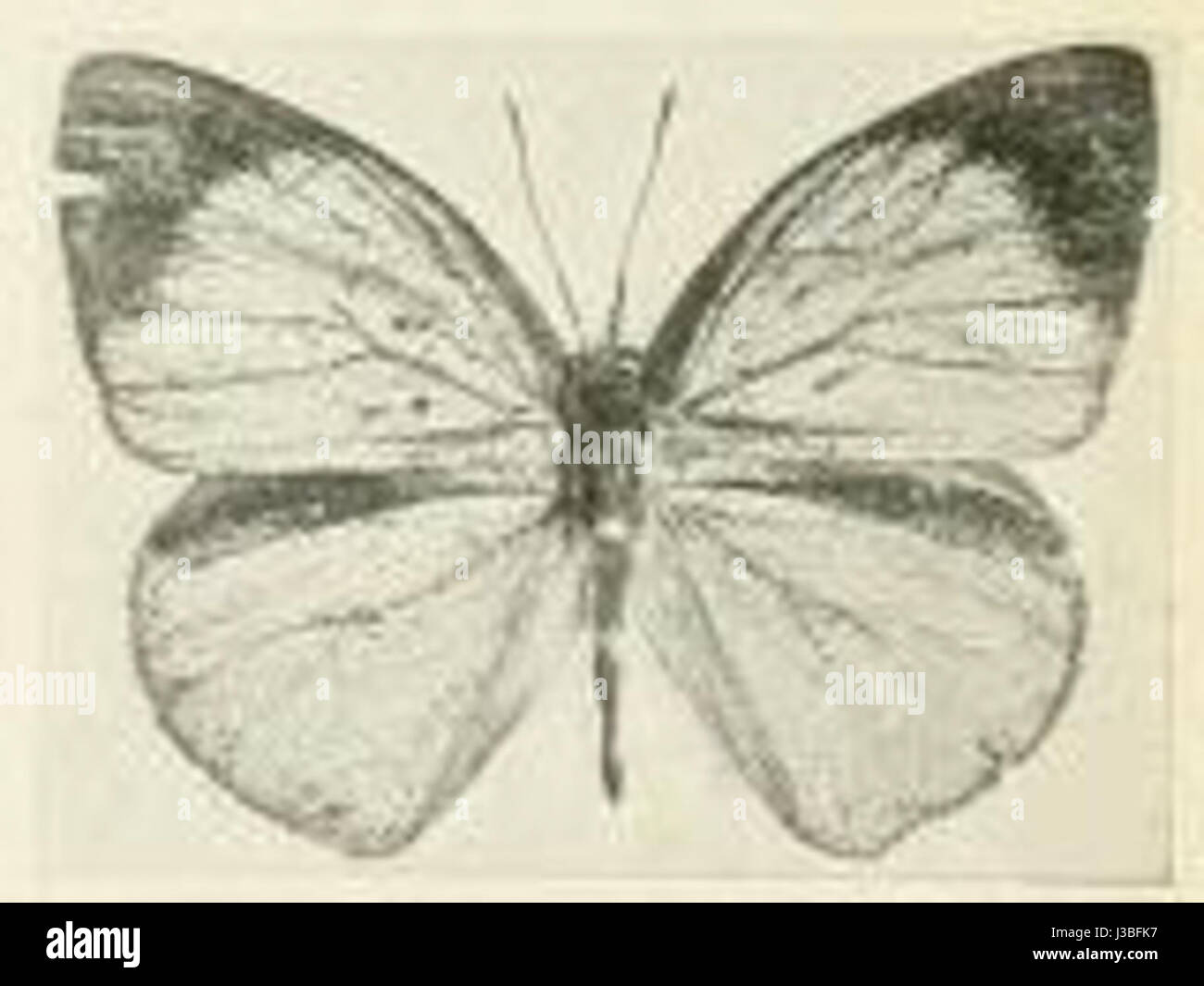 Urania muse hi-res stock photography and images - Alamy