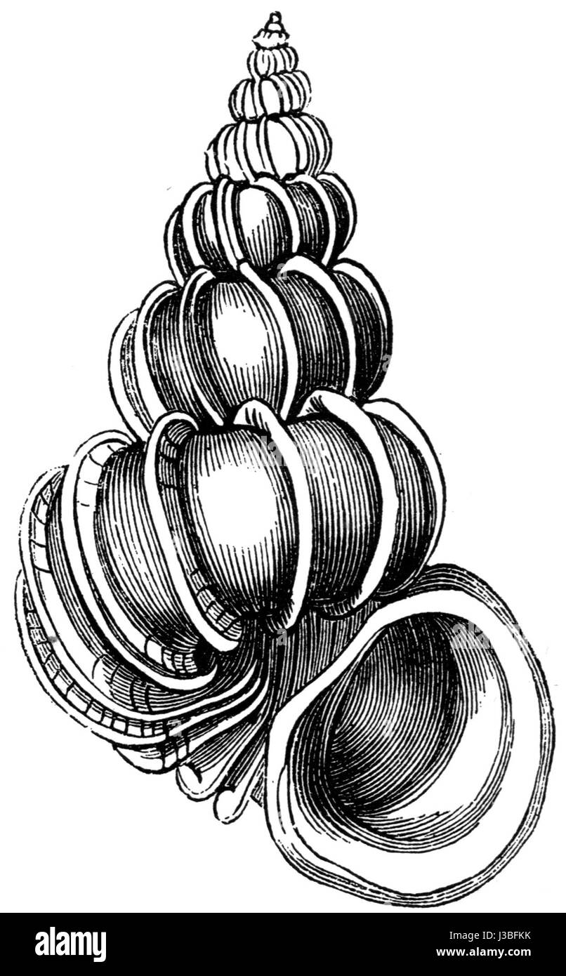 Wentletrap hi-res stock photography and images - Alamy