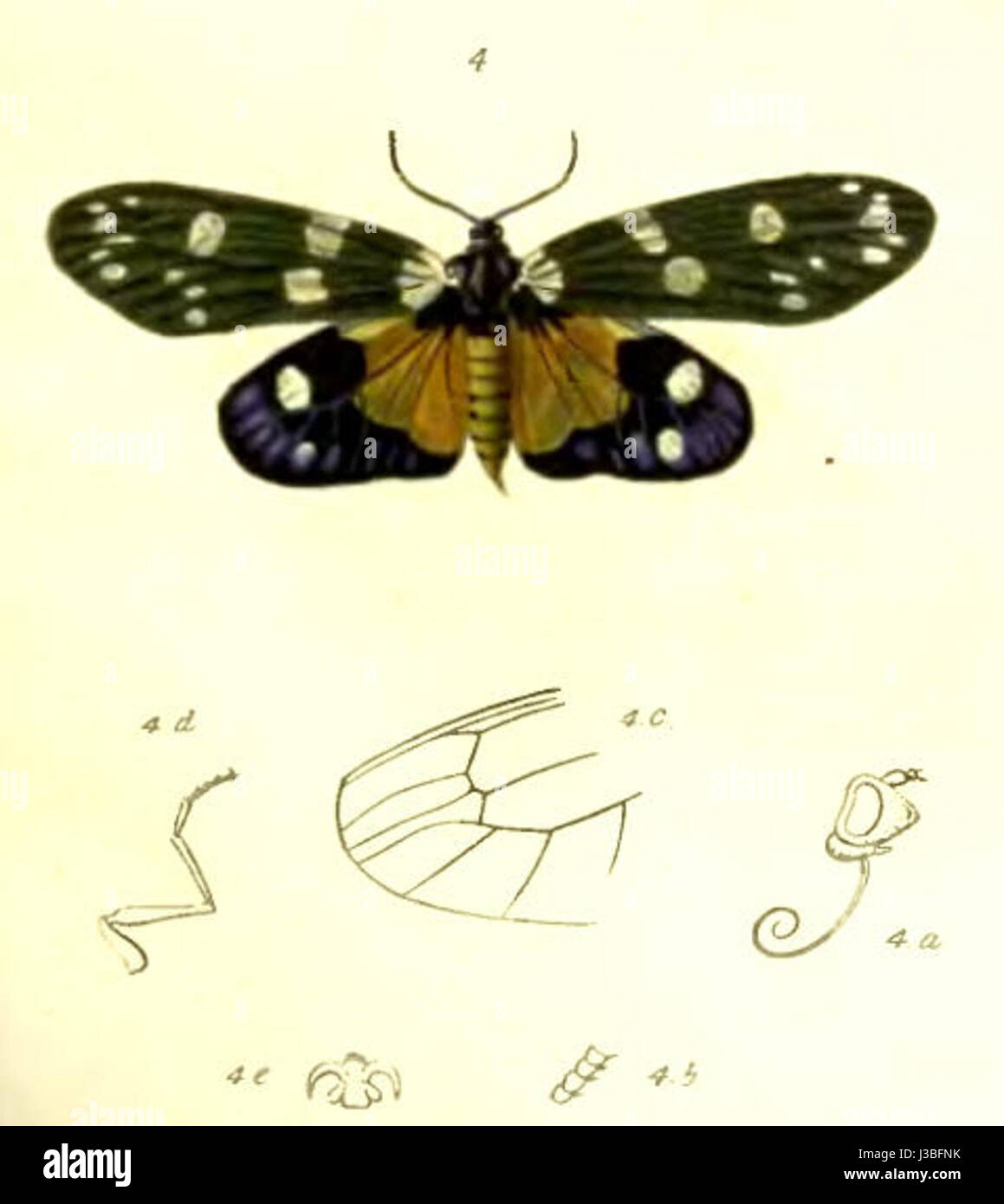 Eterusia Tricolor Trans Linn refers to a species of butterfly, part of ...