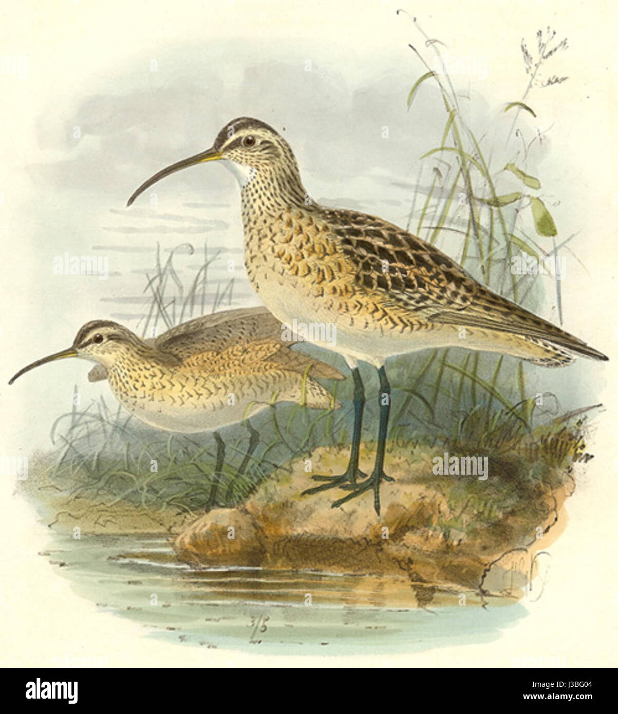 The Eskimo Curlew was a North American shorebird, once abundant in the ...