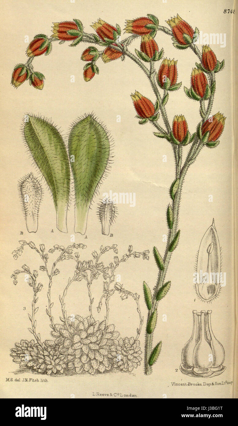 Echeveria setosa hi-res stock photography and images - Alamy