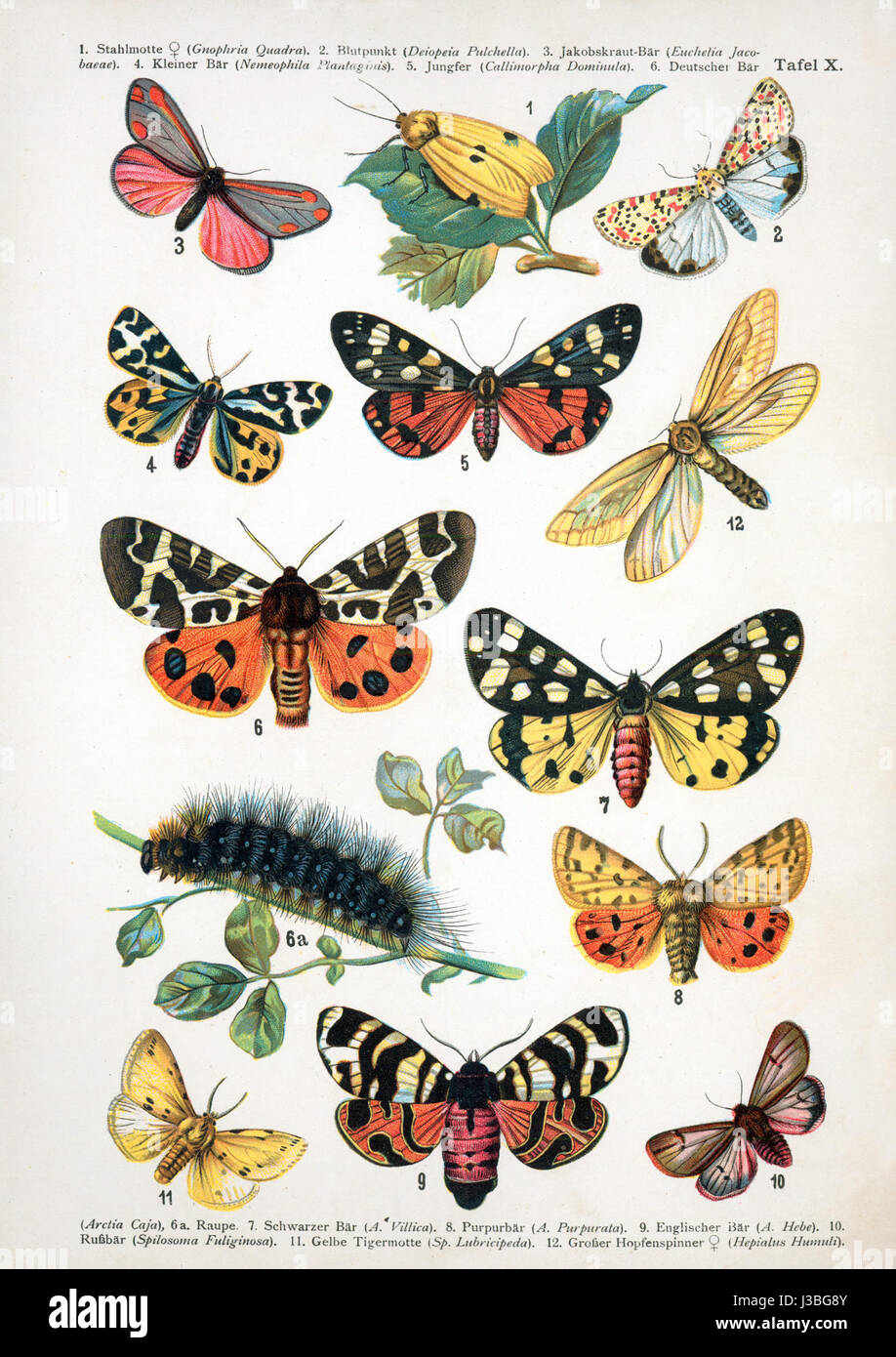 European butterfly 072 X Stock Photo - Alamy