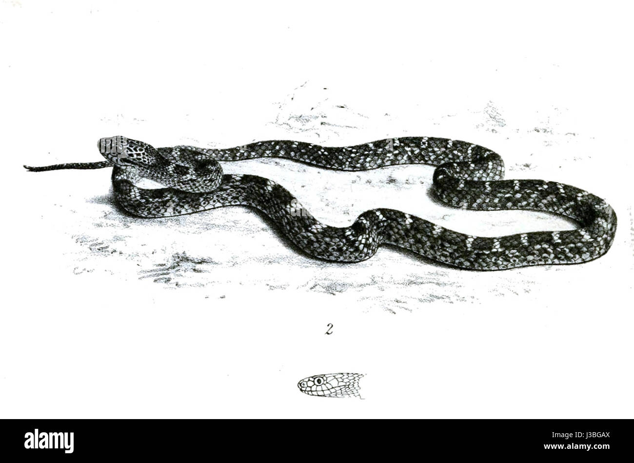 West african snake hi-res stock photography and images - Alamy