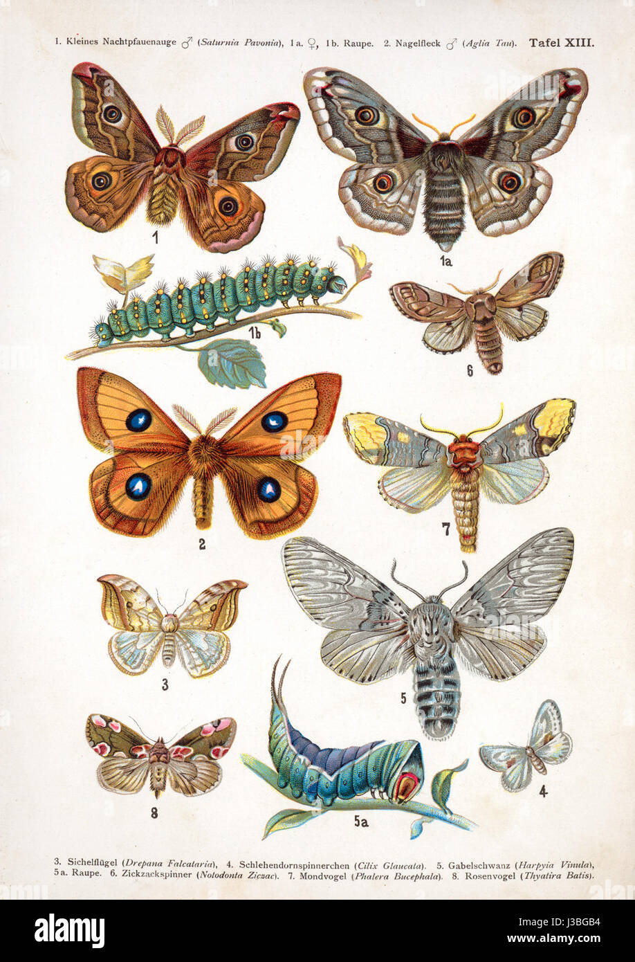 Cataloging of european butterfly species hi-res stock photography and ...