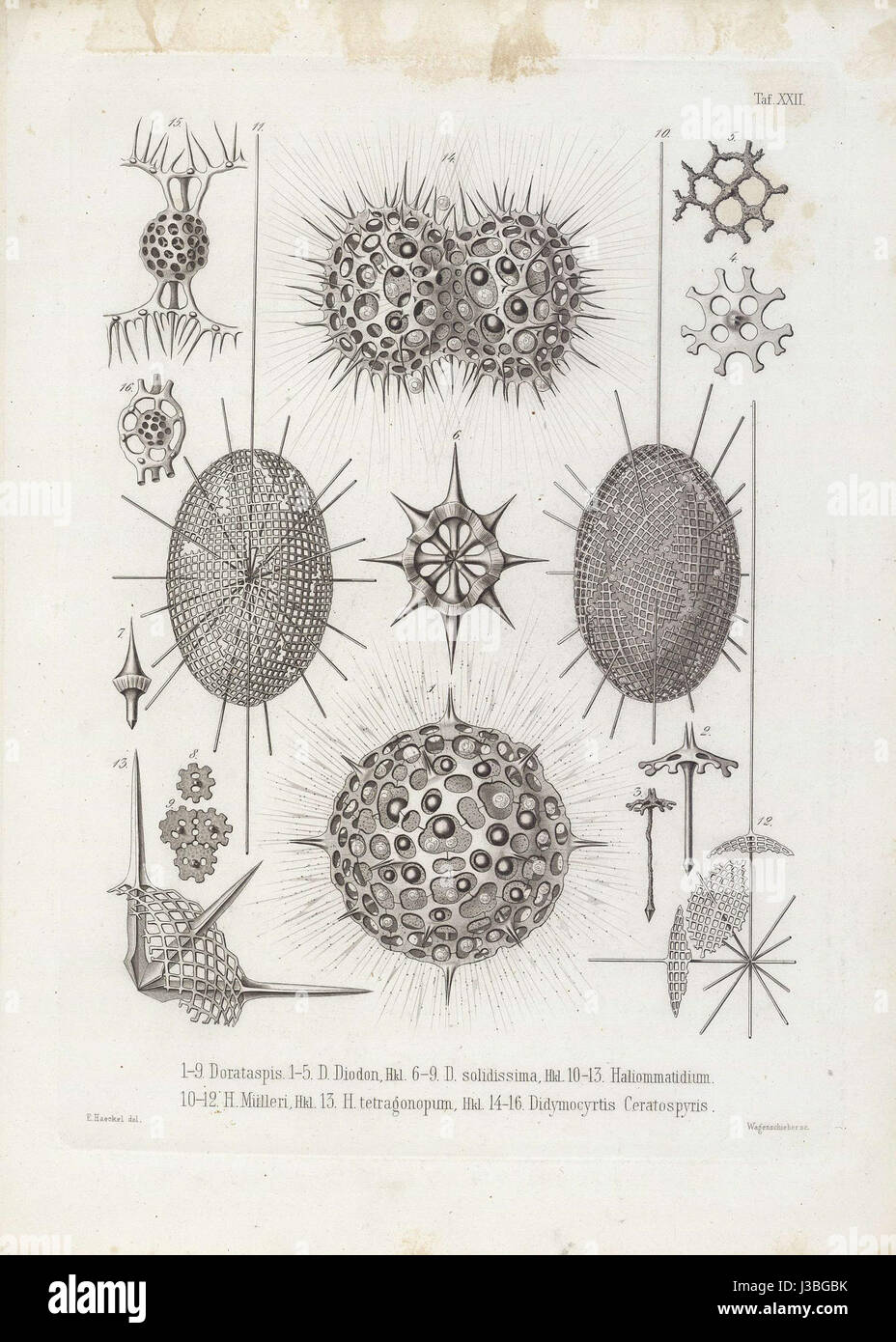 Ernst Haeckel's 'Die Radiolarien' illustrates the beauty and complexity ...