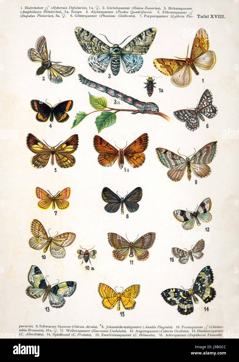 The European butterfly species 132 XVIII is known for its colorful and ...