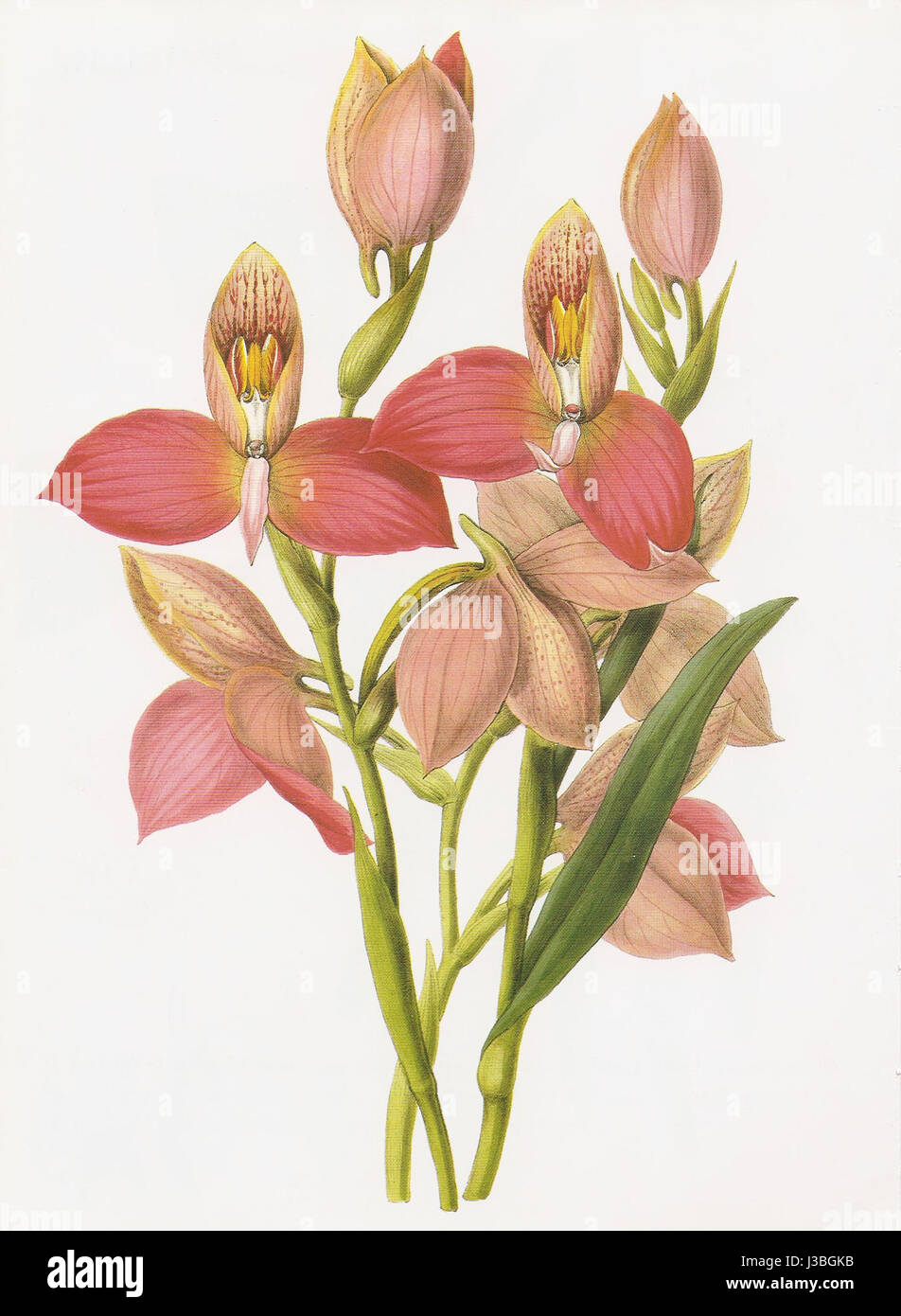 Disa grandiflora is a species of orchid native to southern Africa ...