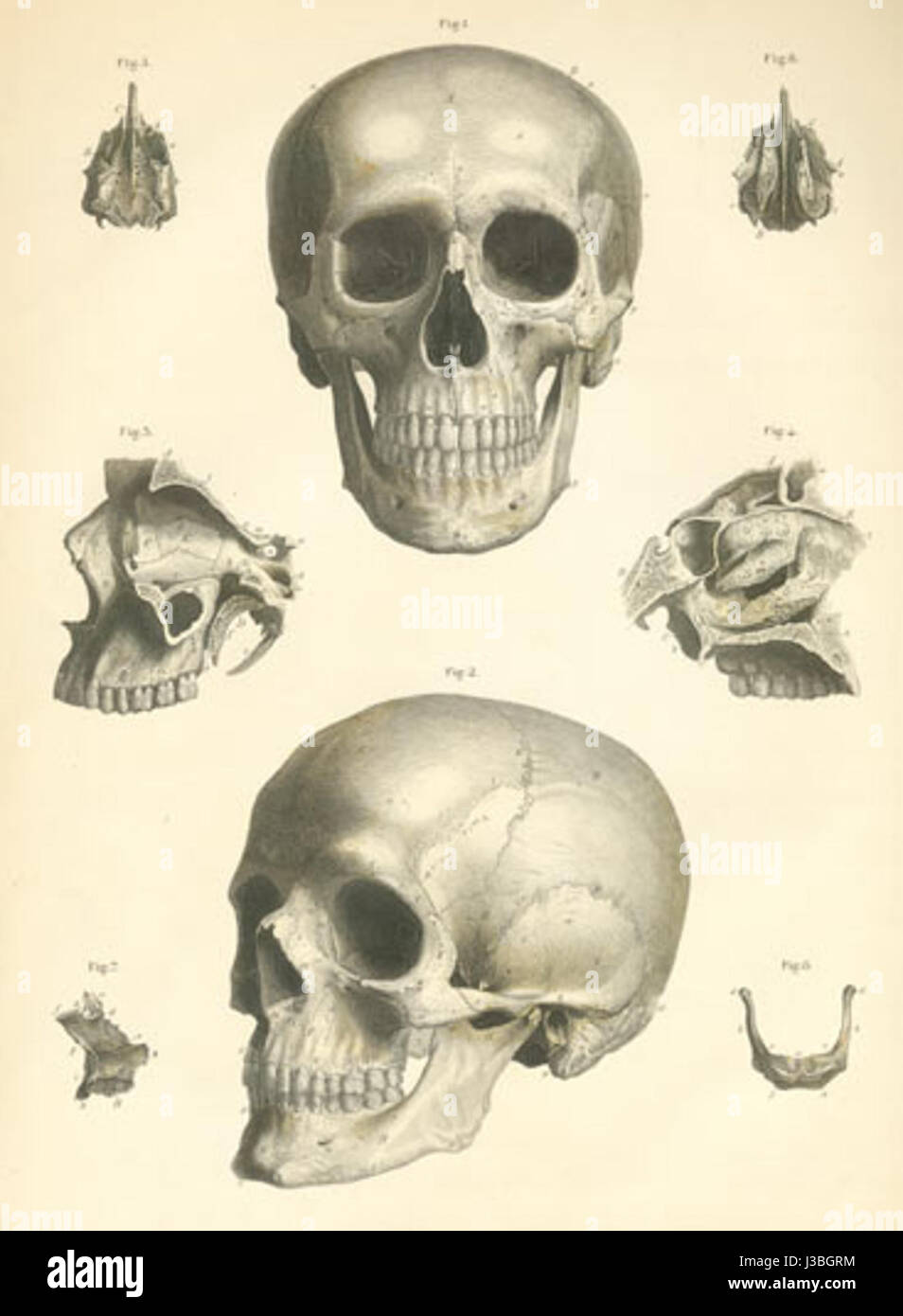 This plate by Dr. Bock represents a detailed medical or scientific ...
