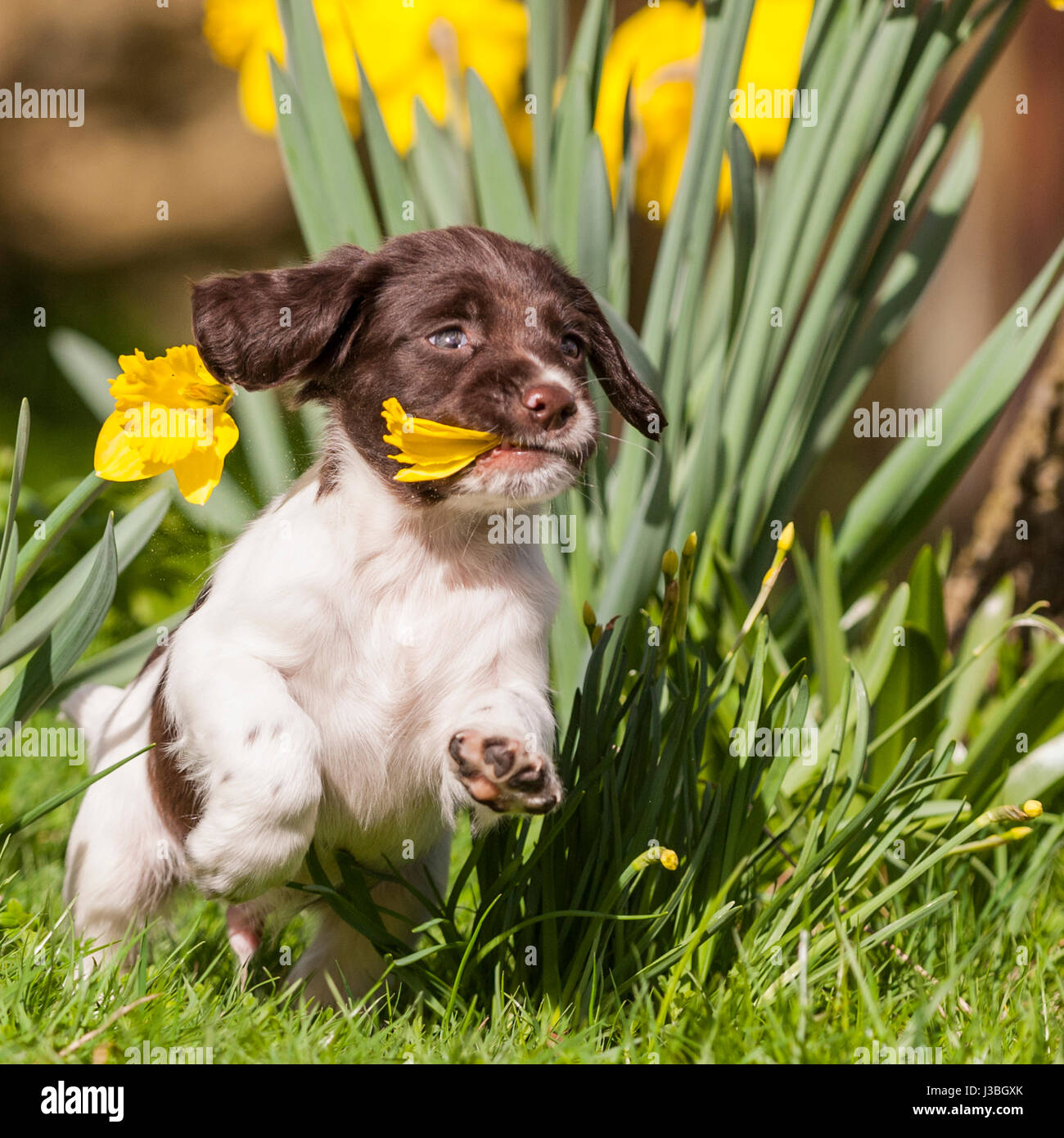 A 6 week old English Springer Spaniel puppy in the Uk Stock Photo - Alamy