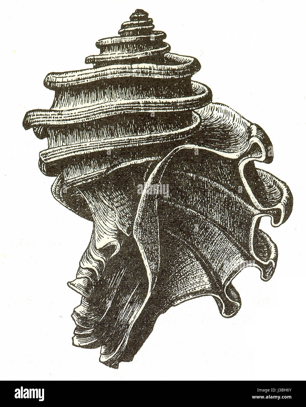 Fossil mollusk shells hi-res stock photography and images - Alamy