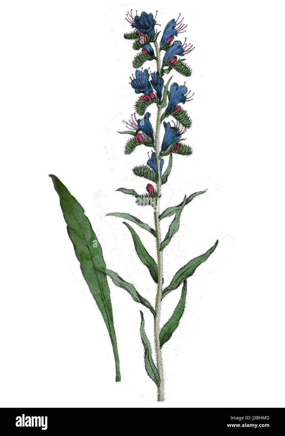 Vipers bugloss flowering Cut Out Stock Images & Pictures - Alamy