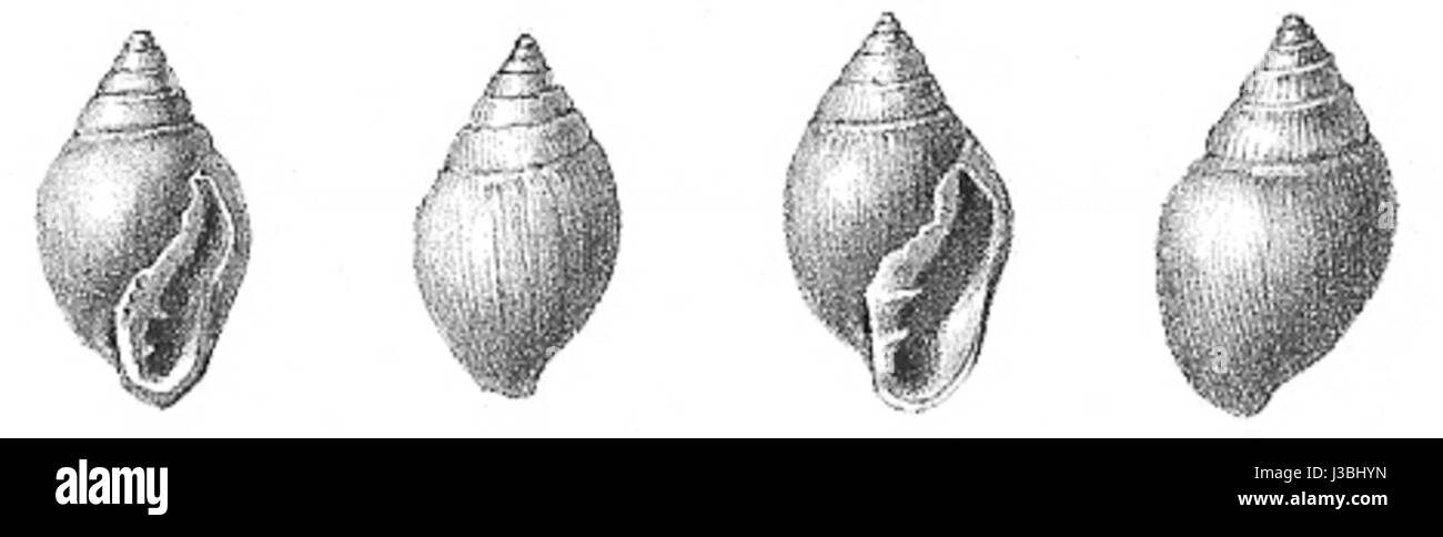 Gastropod planorbidae hi-res stock photography and images - Alamy