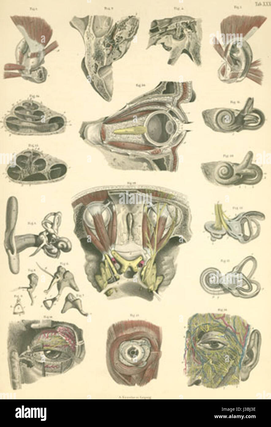 Dr. Bockâ€™s plate 32 from his work showcases a scientific illustration ...