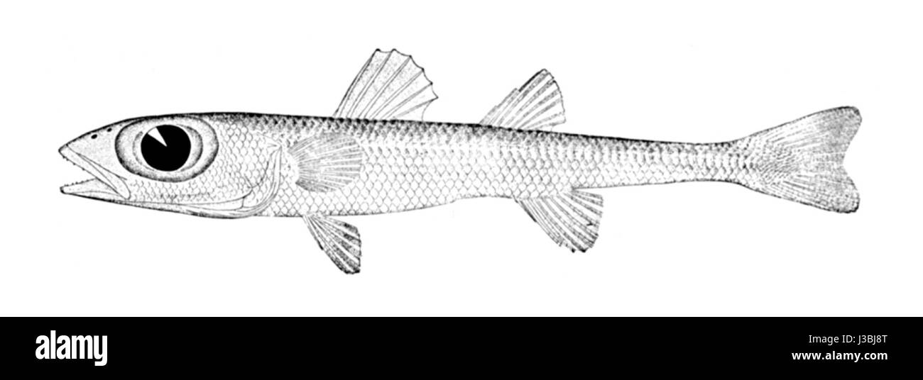 Epigonus High Resolution Stock Photography and Images - Alamy