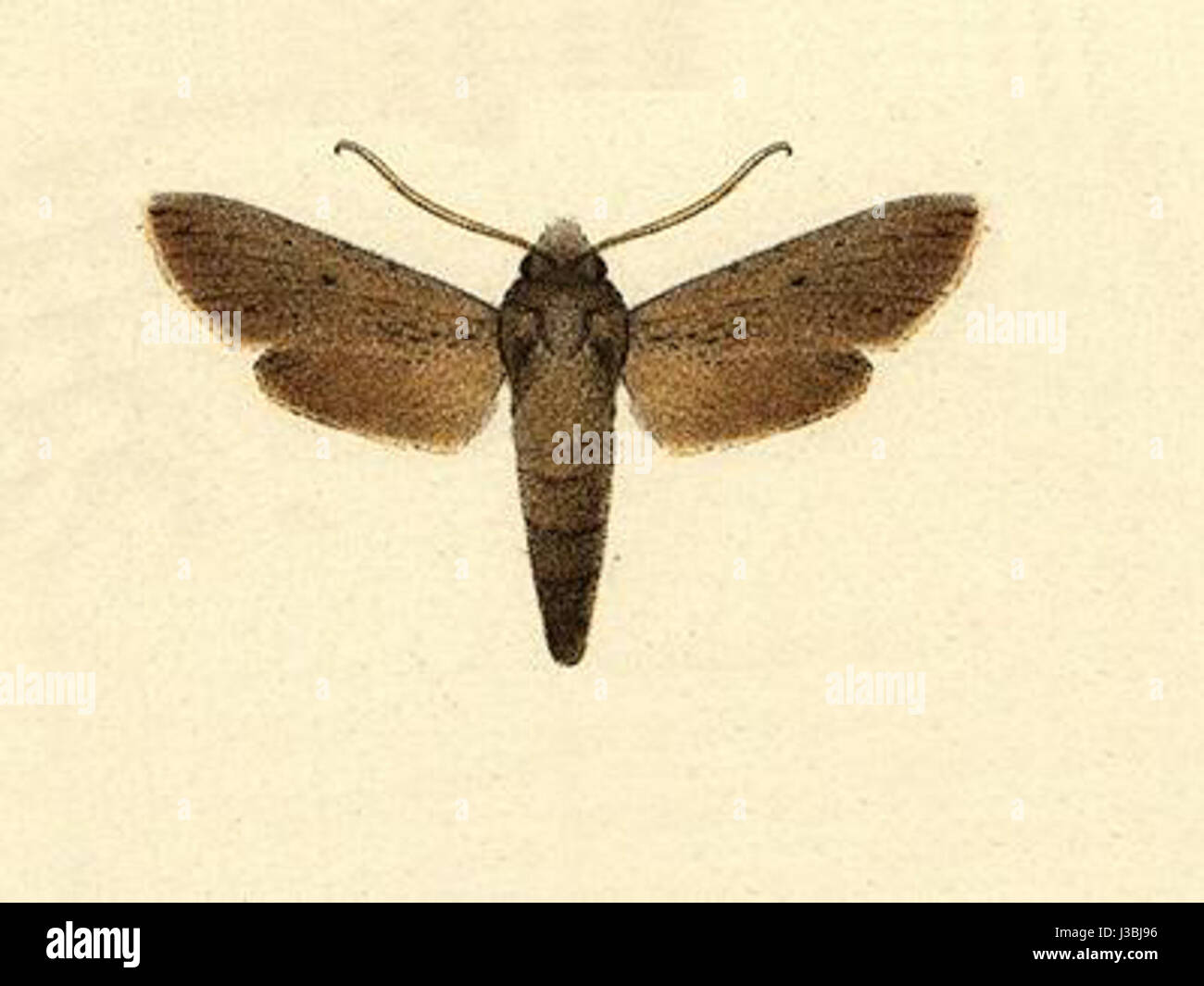 Erinnyis guttularis, also known as the Guttural Hawkmoth, is a species ...