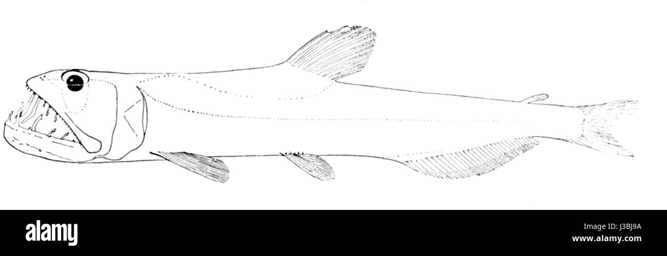 Evermannella balbo is a species of fish in the family Opisthoproctidae ...