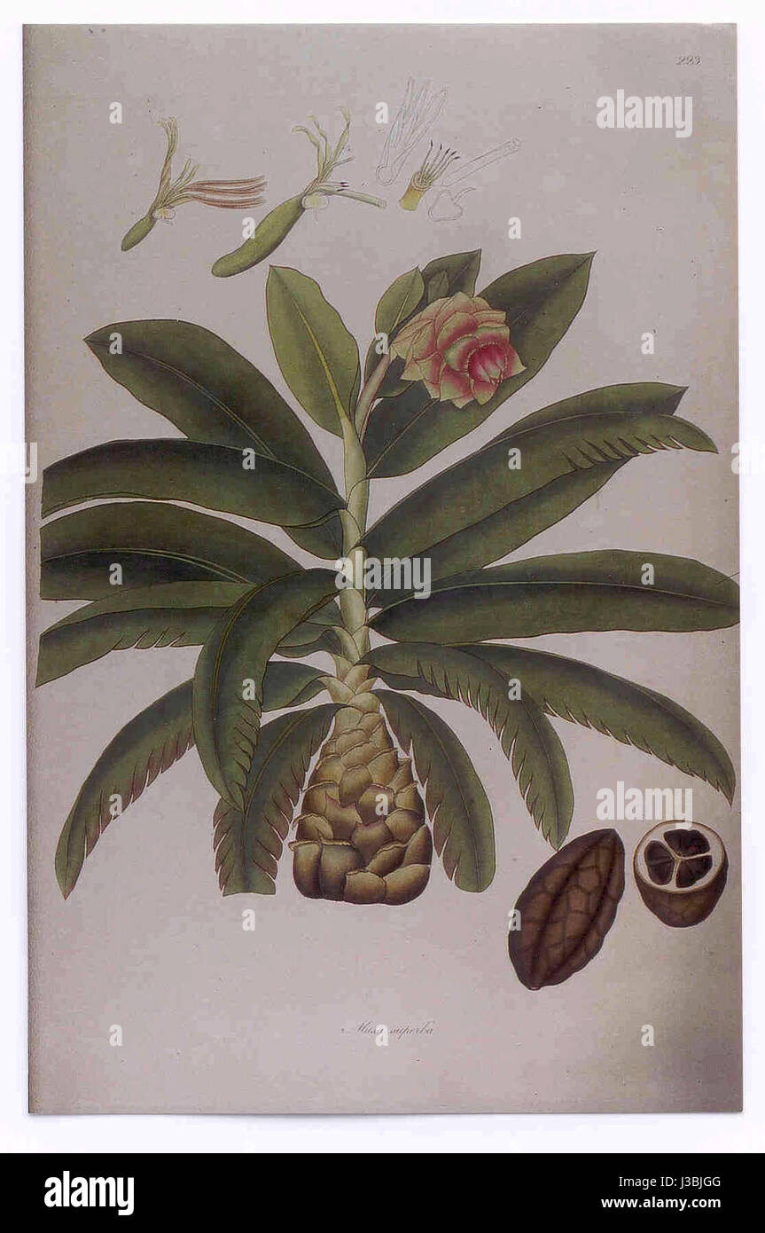 Ensete superbum, also known as the Himalayan banana, is a species of ...