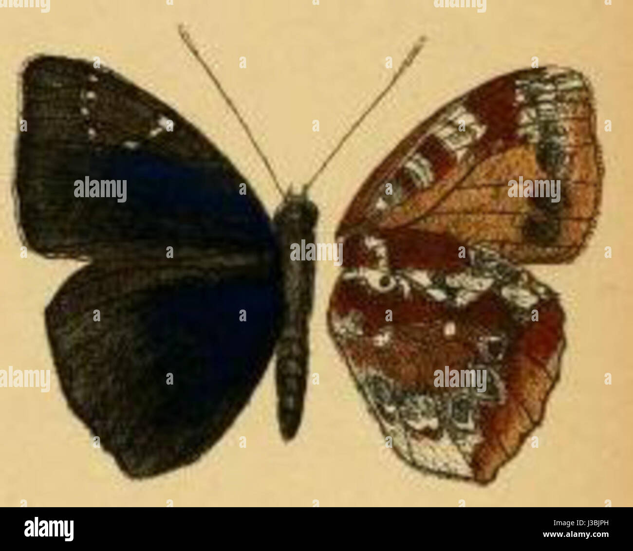 Grosesmithi hi-res stock photography and images - Alamy