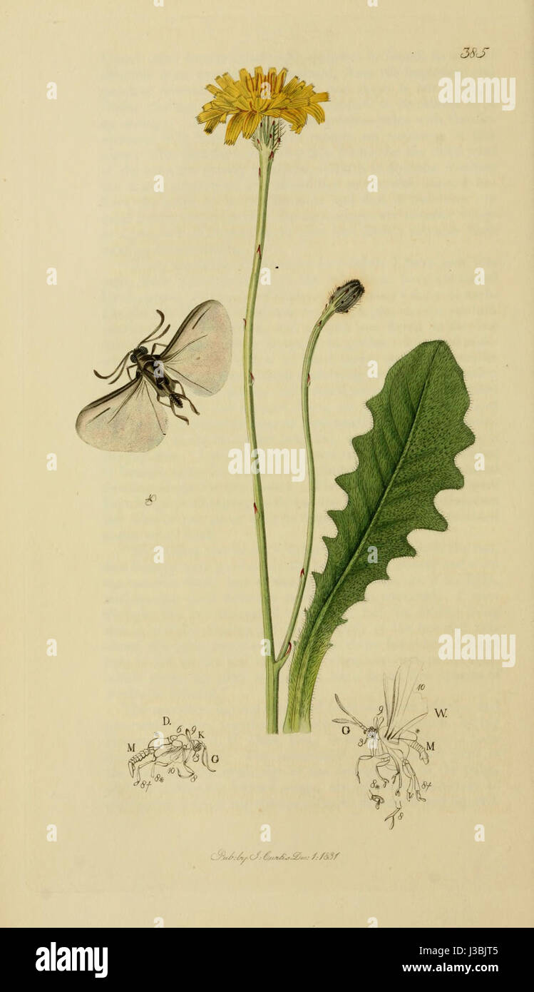 Elenchus walkeri hi-res stock photography and images - Alamy