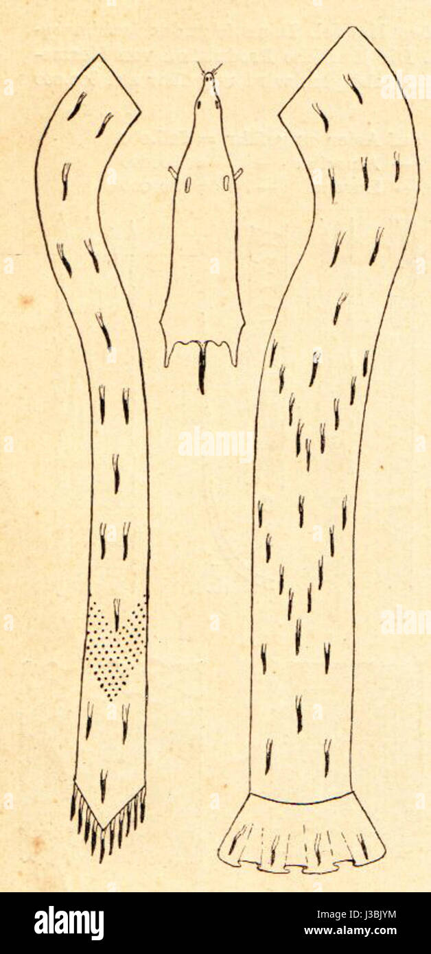 Ermine, spotted work Stock Photo - Alamy