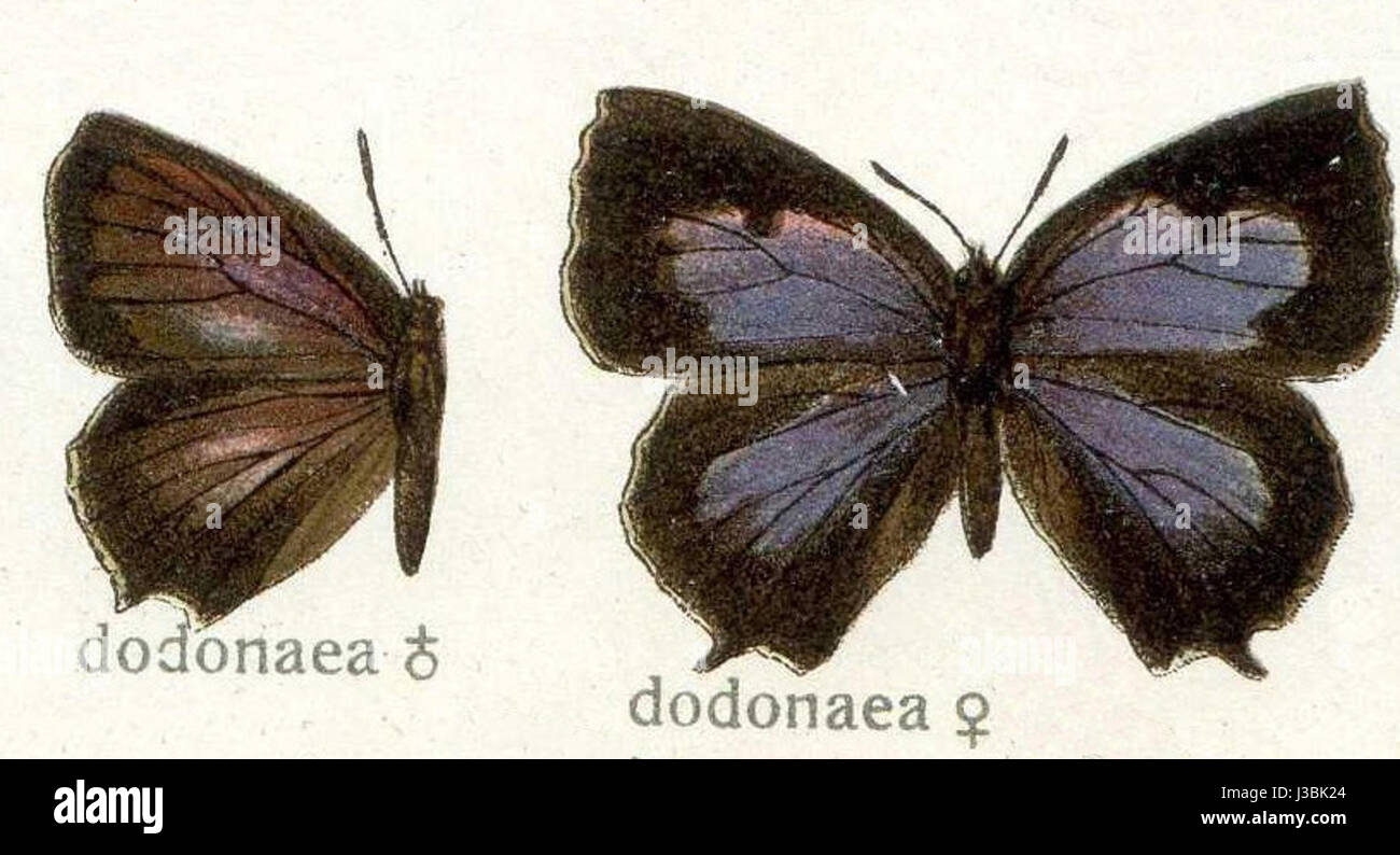 Dodonaea genus hi-res stock photography and images - Alamy