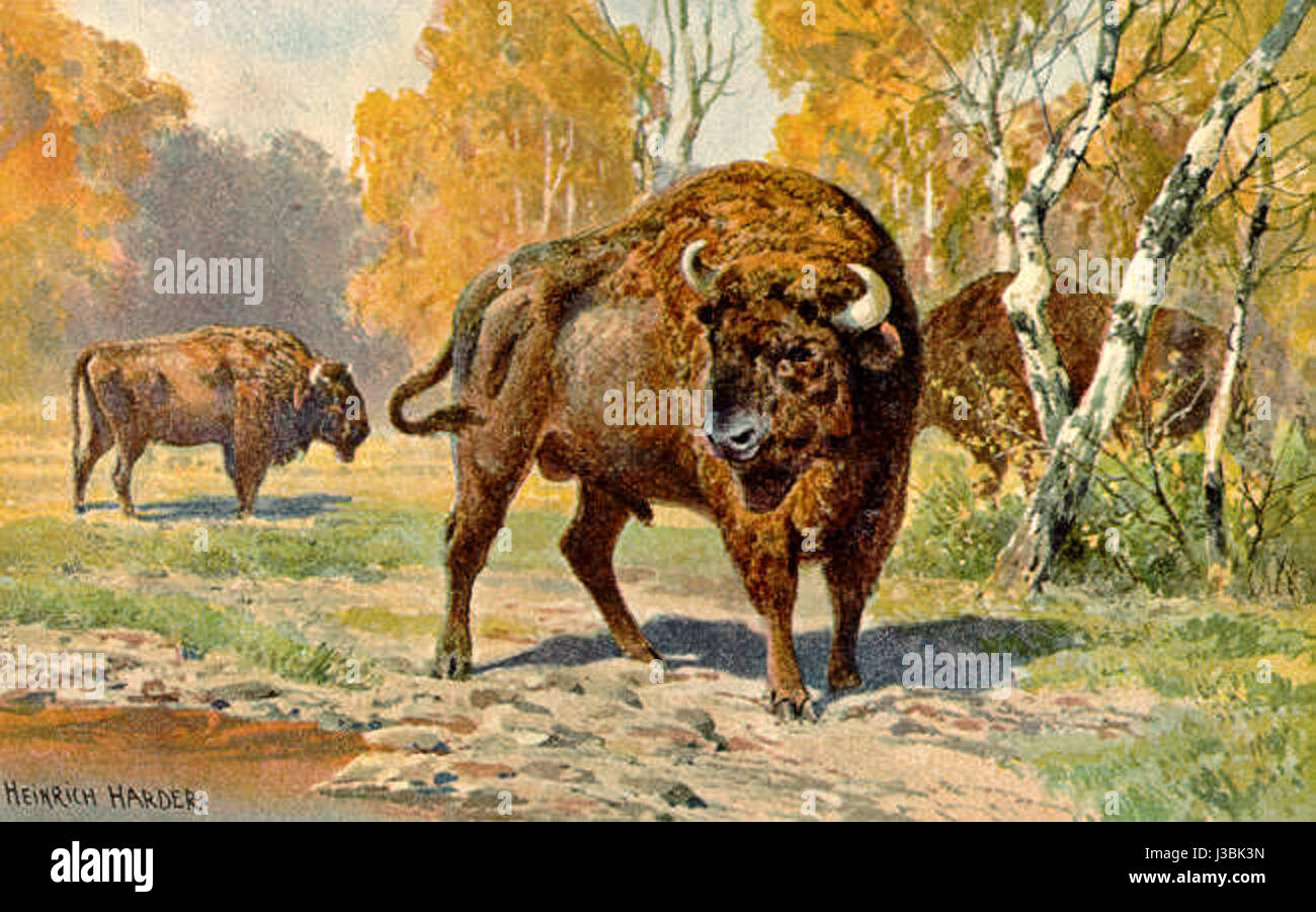 Bison painting hi-res stock photography and images - Alamy