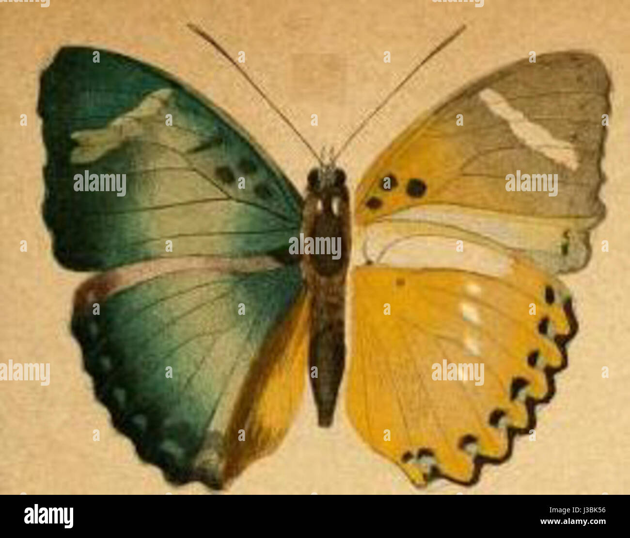 Euphaedra hi-res stock photography and images - Alamy