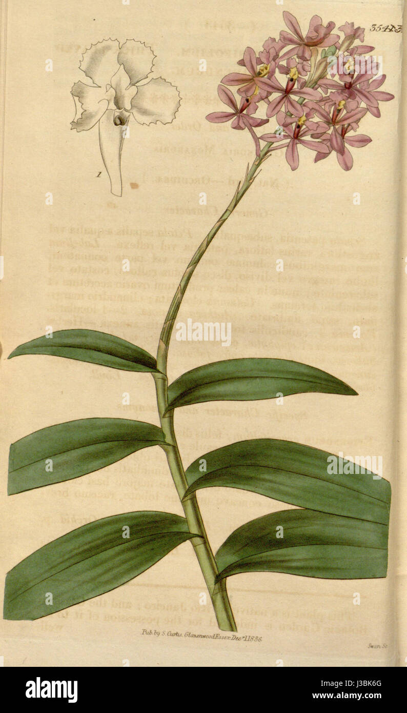 Epidendrum ellipticum, previously known as Epidendrum crassifolium, is ...