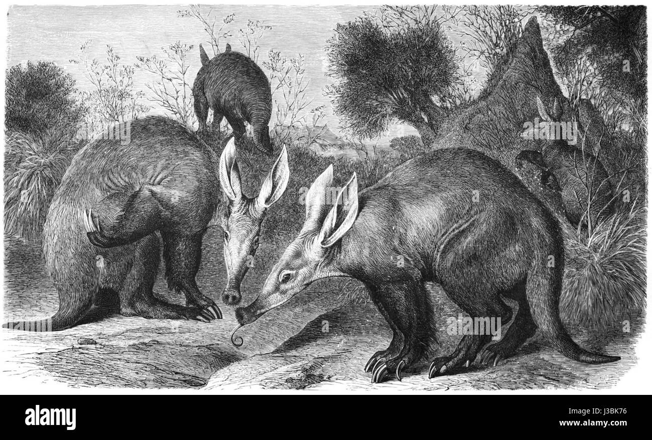 Erdferkel hi-res stock photography and images - Alamy